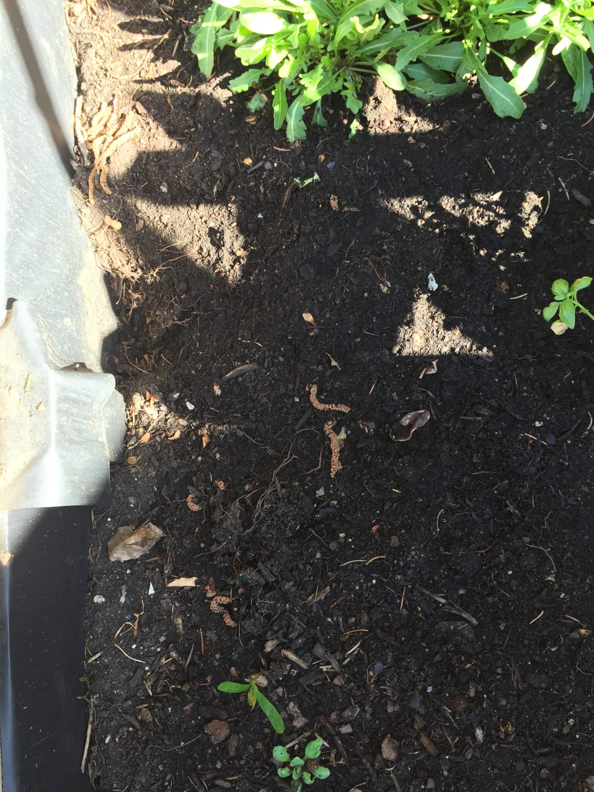 Zu welchem Tier könnte der Kot gehören? (Tiere, Garten, Hochbeet)