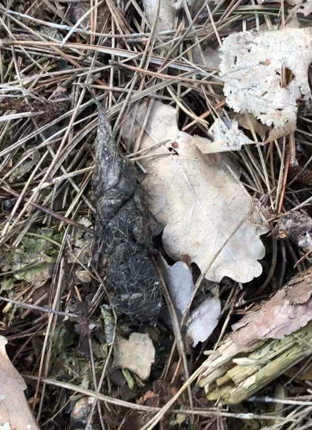 Zu Welcher Tierart gehört dieser Kot? (Biologie, Garten, Wald)