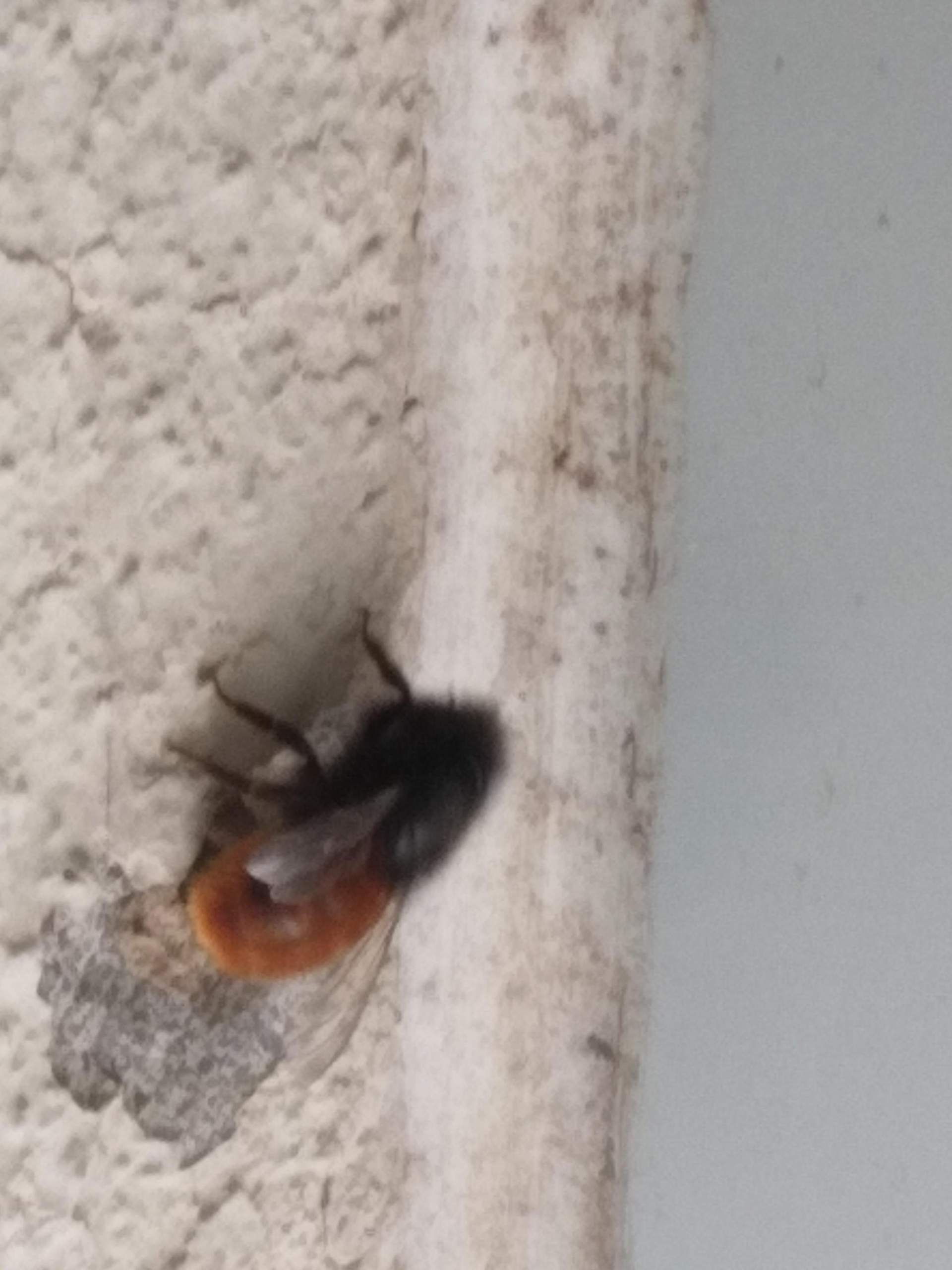 Hummelnest im Gemäuer? (Insekten, Hummel)