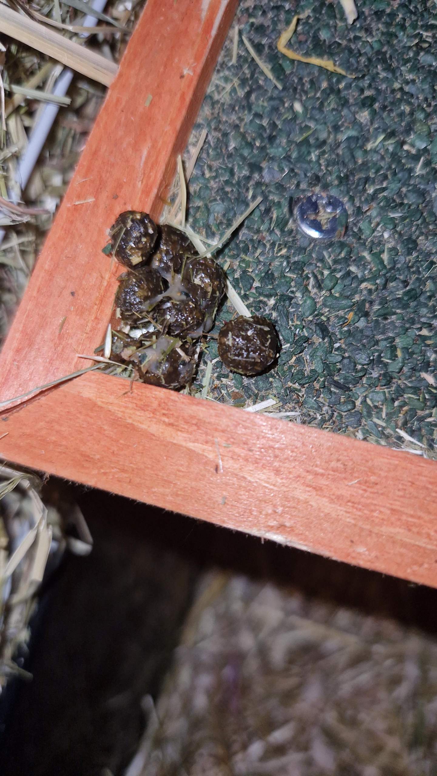 Zwergkaninchen krank? (Gesundheit, Durchfall)